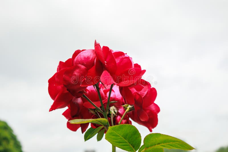 Selective View of Bouquet of Red Rose Flowers Against White Sky in ...