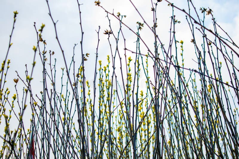 Selective View of Budding Bush Branches and Cloudy Sky in the Daylight ...