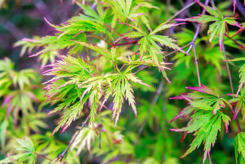 Selective View of Green Tree Leaves with Red Striped Edges in Nature ...