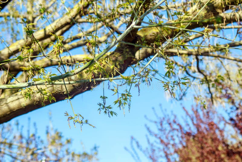 Selective View of Leaves and Tiny Flowers and Branches of the Tree ...