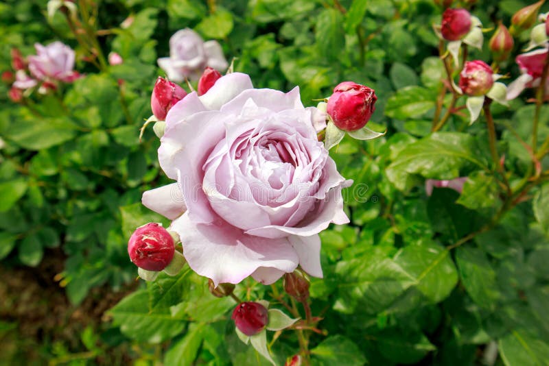 Selective View of Purple Red Rose Flowers on Green Background in Nature ...