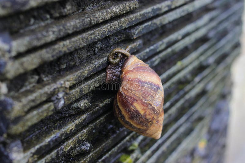 Snails on wall stock photo. Image of crawling, animal - 241845942