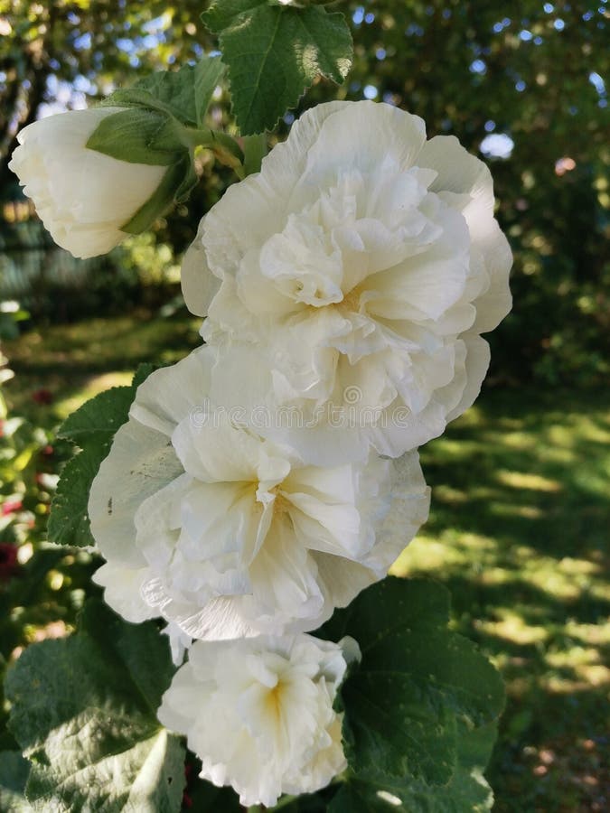 Selective of White Malva (Alcea Rosea) Flower in a Garden Stock Image ...