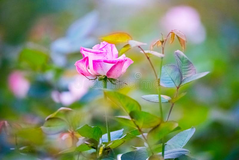 Selective White-pink Roses on Bushes in the Garden Stock Photo - Image ...