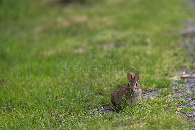 Selective of a Wild Rabbit Sitting on the Side of a Trail and Eating ...