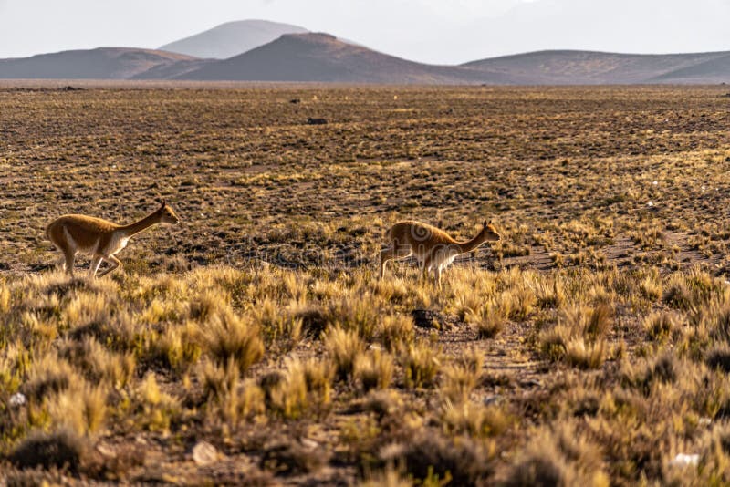 Selective of Wild Vicuna in Southern Peru Stock Photo - Image of peru ...
