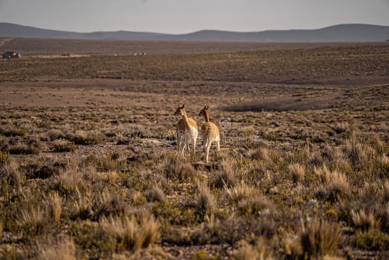 Selective of Wild Vicuna in Southern Peru Stock Photo - Image of ...