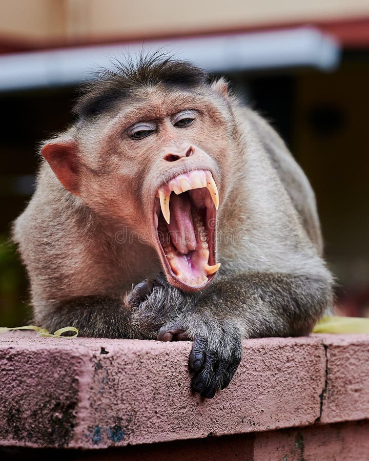 Yawning monkey stock photo. Image of furry, primate, drowsy - 1900192