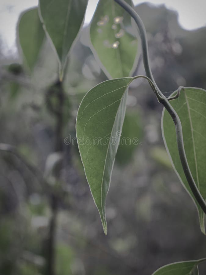 Focused Green Leaf of a Vine Plant Stock Image - Image of dark, life ...
