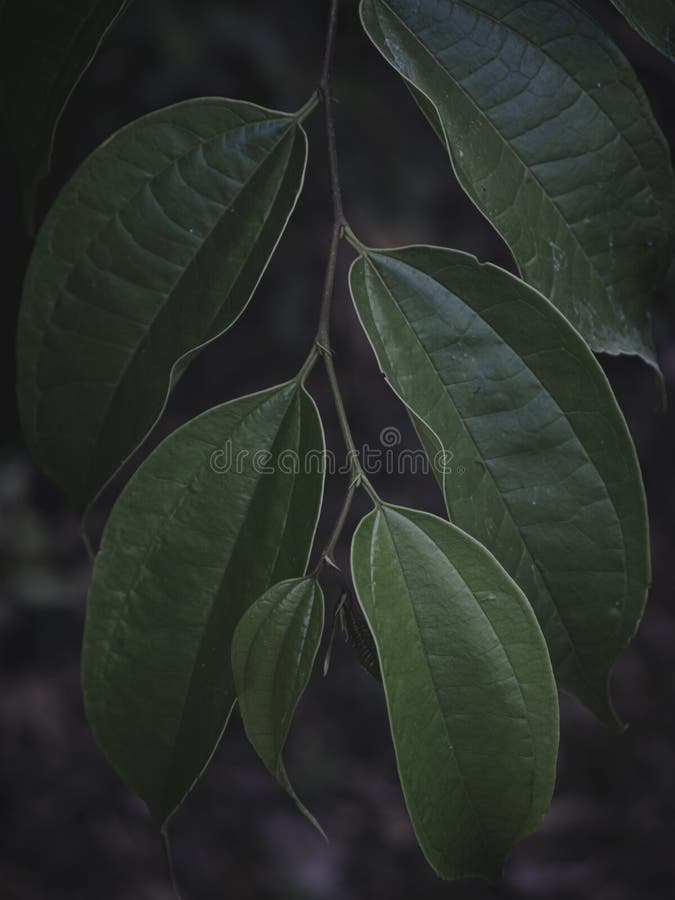 The Down Pattern Cinnamon Leaves Stock Image - Image of forest, life ...