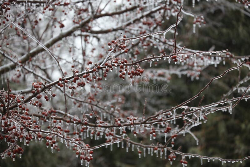 Selectively Focusing on a Branch and Red Berries of a Prairie Fire ...
