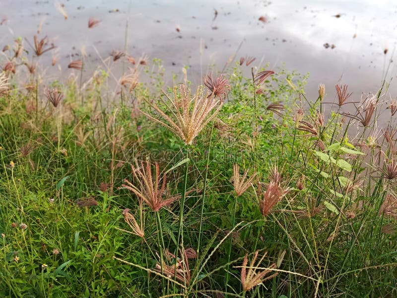 Selectivr Focus of Chloris Virgata or Purpletop Rhode Grass, Suitable ...