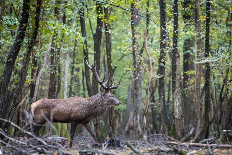 Selectove Focus Shot of a Deer in a Forest on a Sunny Day Stock Image ...