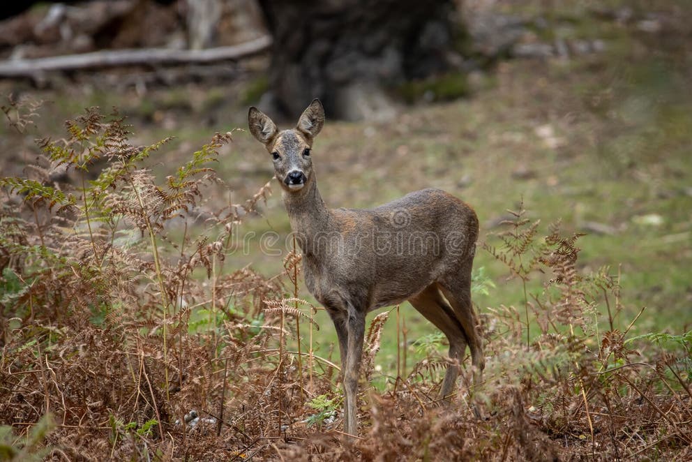 Selectove Focus Shot of a Roe Deer in a Forest in a Daylight Stock ...