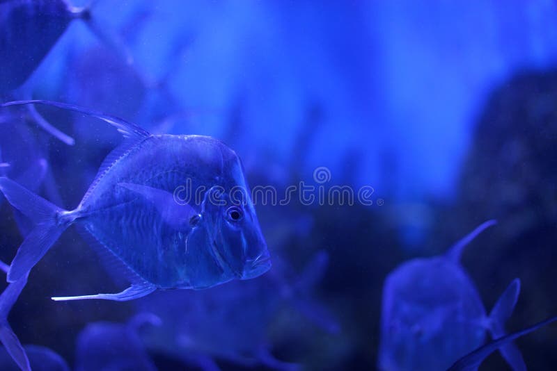 Selena Vomer Fish in Aquarium Stock Photo - Image of green, water: 92881264