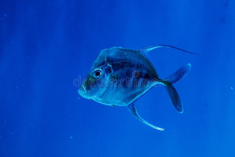 Essaim Moonfish Atlantic De Poissons Dans La Nature Selene Aquarium L ...