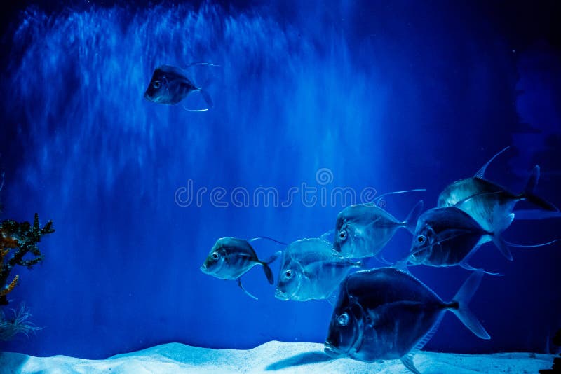 Selene Fish Atlantic Moonfish Swarm in Blue Water Ocean Aquarium Nature ...