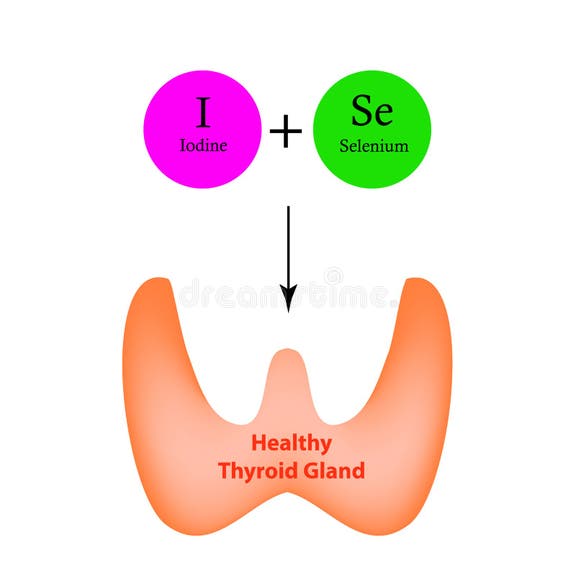 Selenium and Iodine are Necessary for the Normal Functioning of the ...