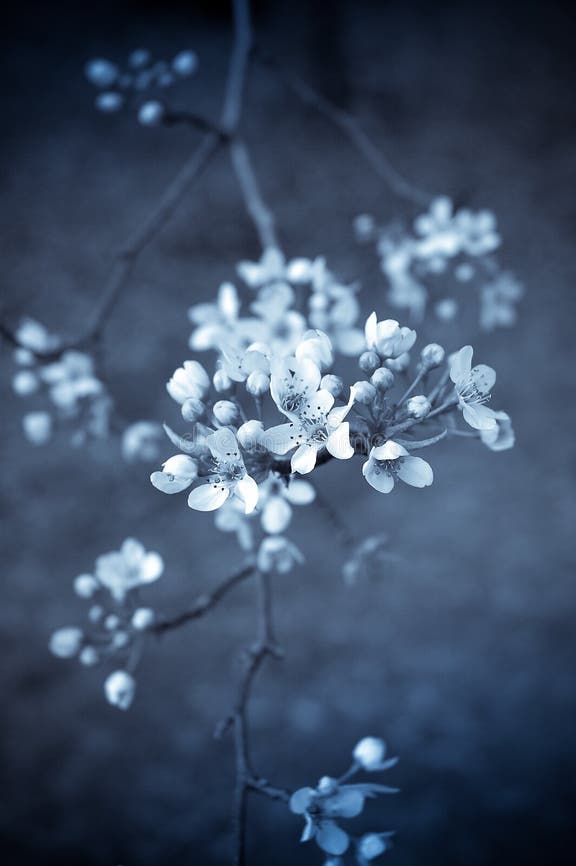 Selenium Toned Cherry Blossoms Stock Photo - Image of stem, tree: 6151838