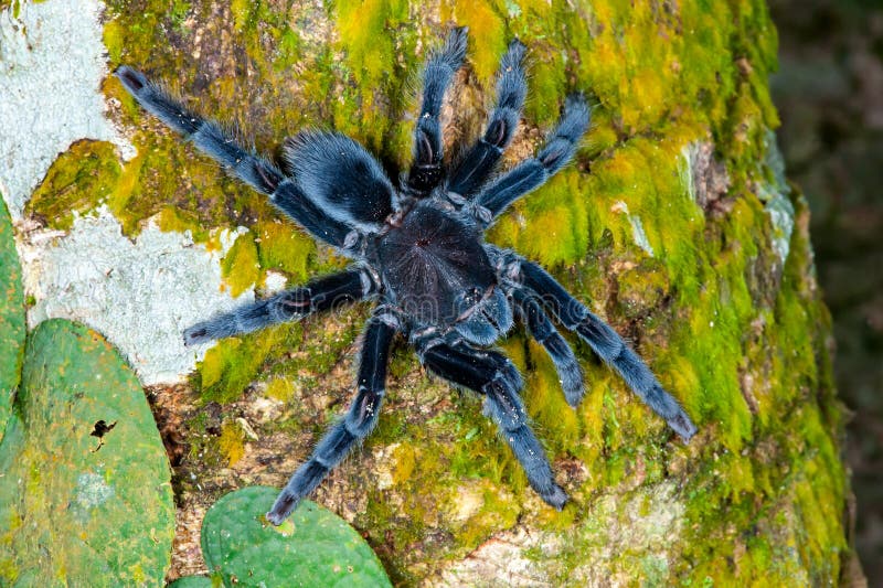 Selenocosmia Javanensis Tarantula Spider Stock Photo - Image of danger ...