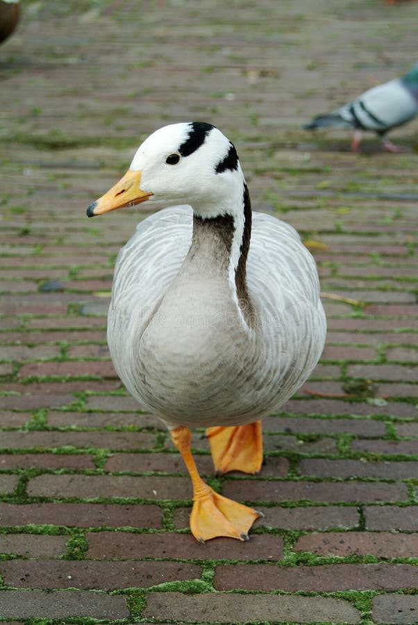 Self-confident Duck. Knowledge of Nature. Stock Photo - Image of ...