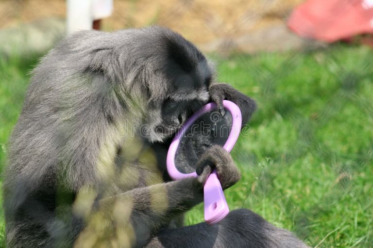 Self Conscious Monkey stock image. Image of purple, pink - 612627