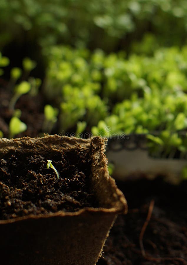 Self-cultivation of Seedlings for Planting Vegetables and Fruits Stock ...