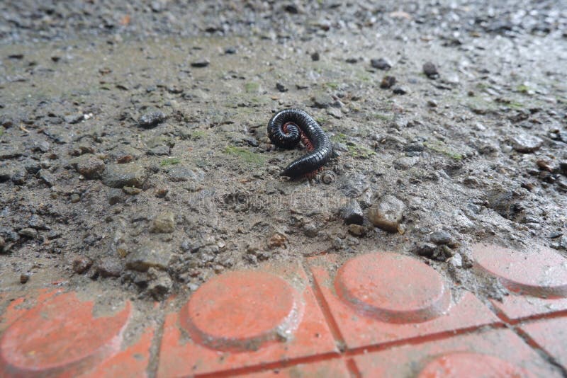 Self Defence of a Long Black Leech Stock Image - Image of reptile, leaf ...