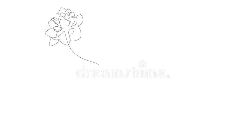 Self Drawing Animation of Peony or Pion Flower on White Background ...