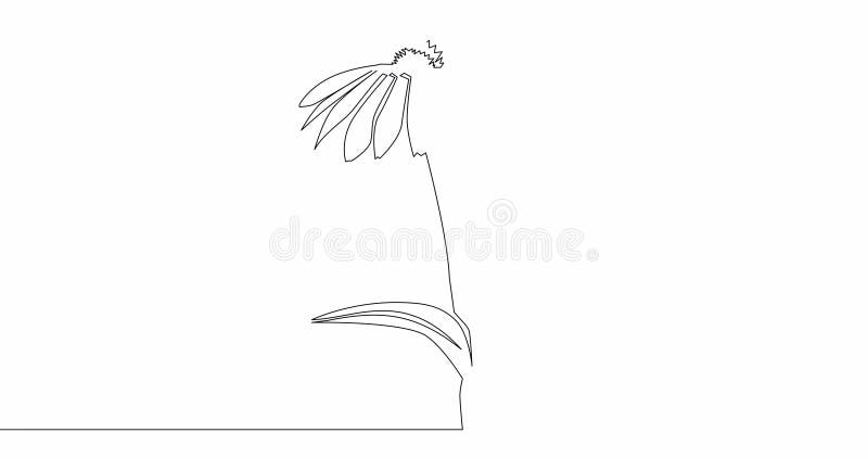 Self Drawing Line Animation Beautiful Flower Echinacea Continuous Line ...