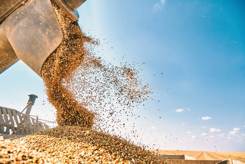Self-driving Combine Performs Wheat Grain Harvest, Modern Technology ...