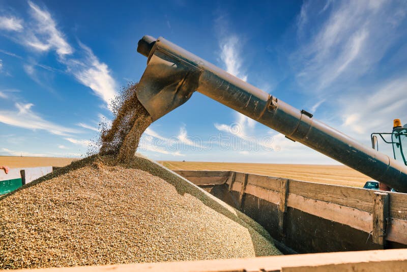 Self-driving Combine Performs Wheat Grain Harvest, Modern Technology ...