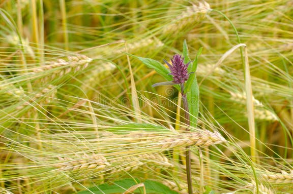 Self-heal on barley field stock image. Image of plant - 25960775