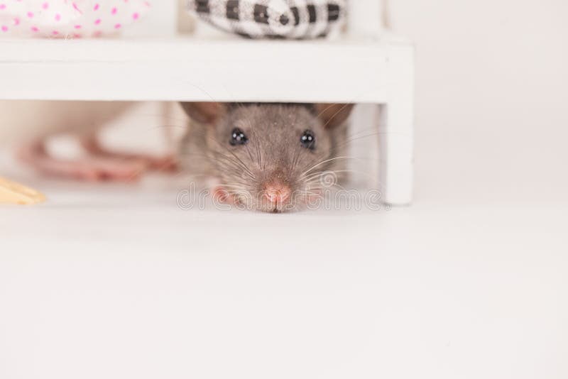 Self Isolation Concept. Little Mouse Hiding Under Stock Photo - Image ...