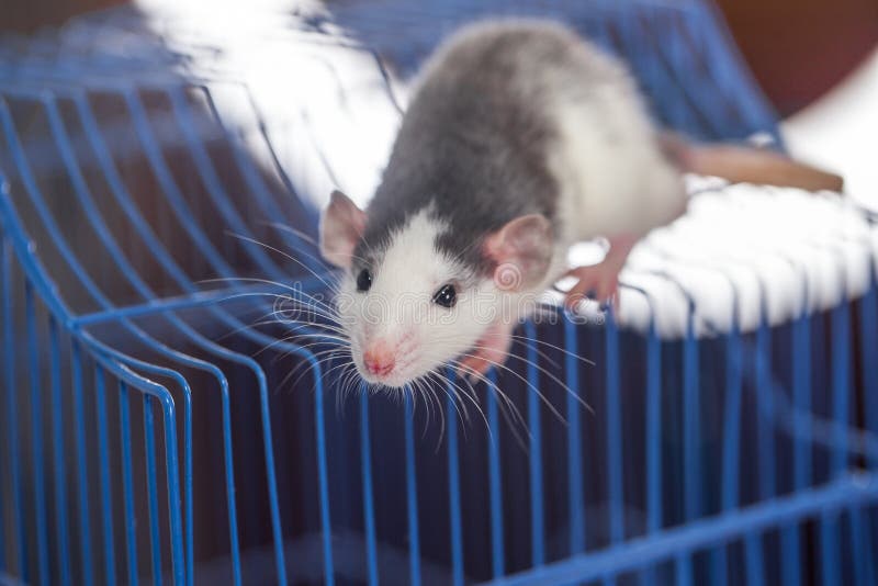 Self Isolation Concept. Rat in a Cage Stock Image - Image of tail ...