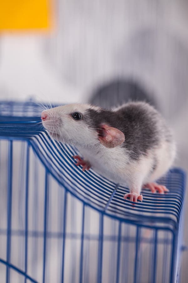 Self Isolation Concept. Rat in a Cage Stock Photo - Image of funny ...