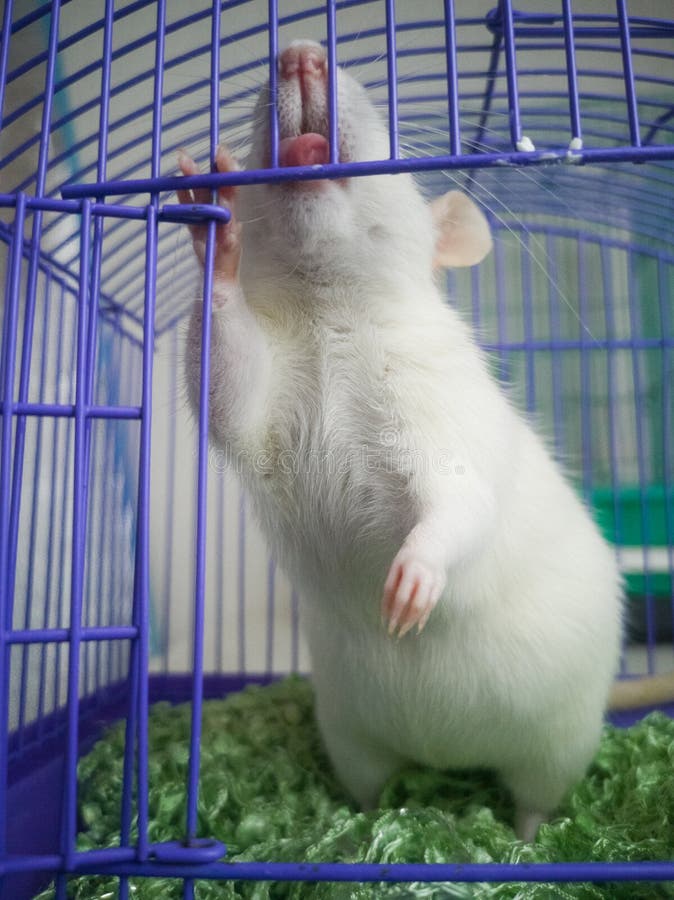 Self Isolation Concept. Rats in Stock Image - Image of contacts ...