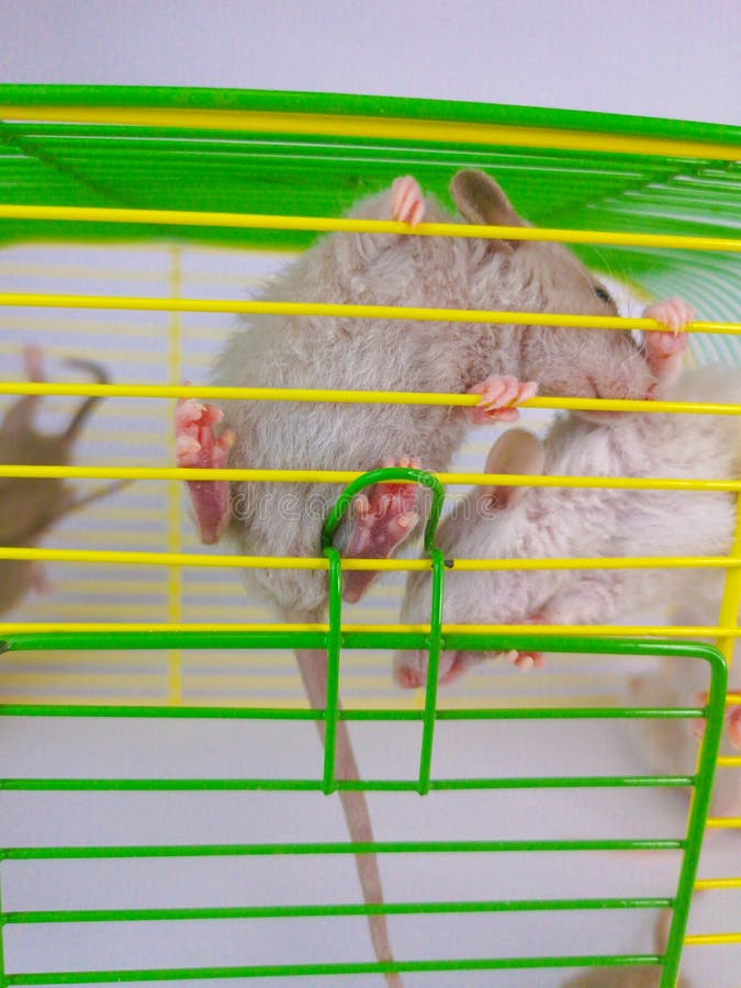 Self Isolation Concept. Rats in Stock Image - Image of wash, strain ...