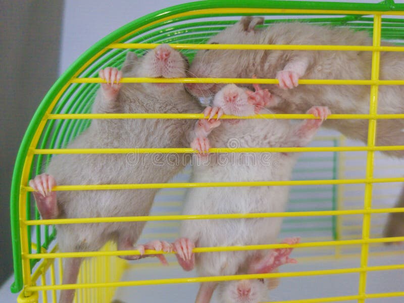 Self Isolation Concept. Rats in Stock Photo - Image of shelter ...