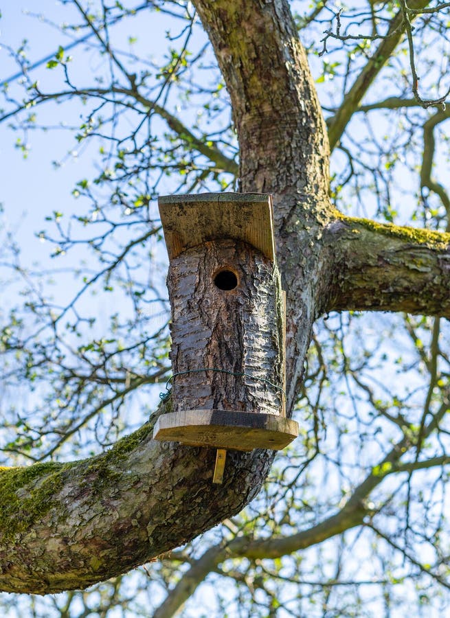 A Self Made Bird House Attached To a Mossy Tree Stock Image - Image of ...
