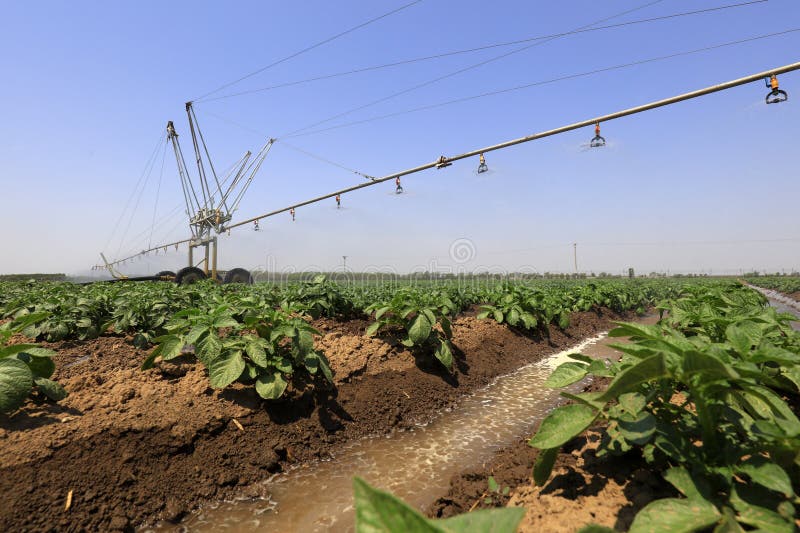 Self Propelled High Gap Sprayer Sprayer in Field, North China Stock ...