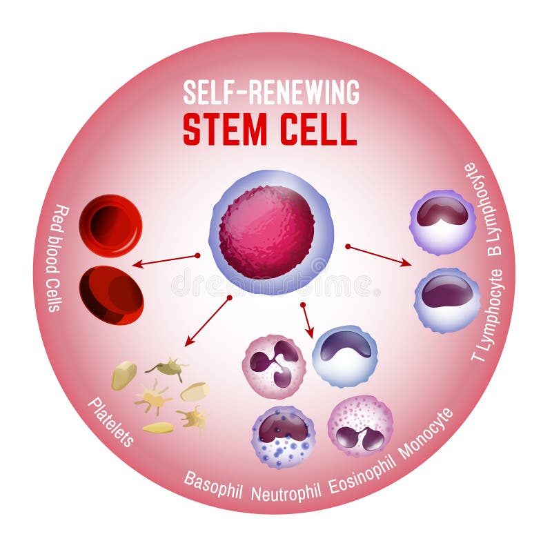 Lymphoid Stem Cell Stock Illustrations – 204 Lymphoid Stem Cell Stock ...