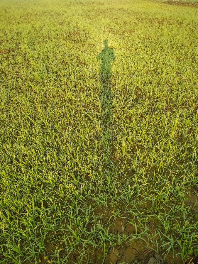 Self Shadow Portrait in the Grass Natural Stock Image - Image of grass ...