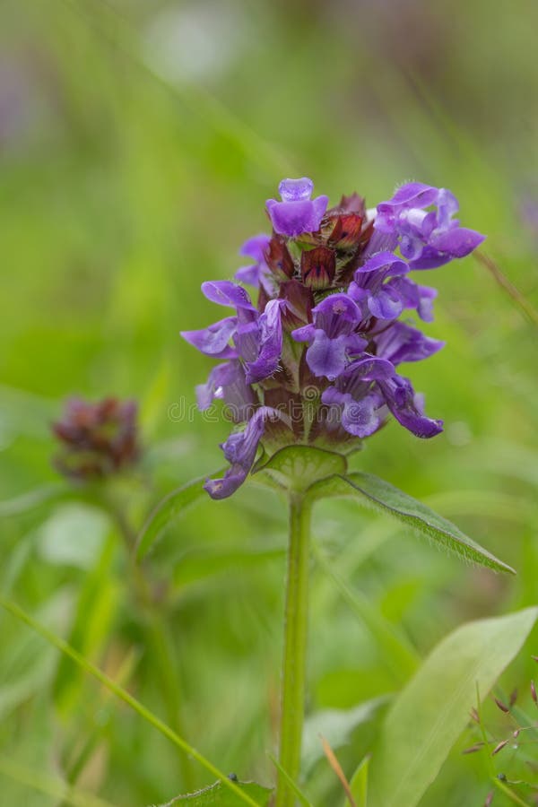 Selfheal Wildflower in Bloom Stock Photo - Image of blooming, self ...