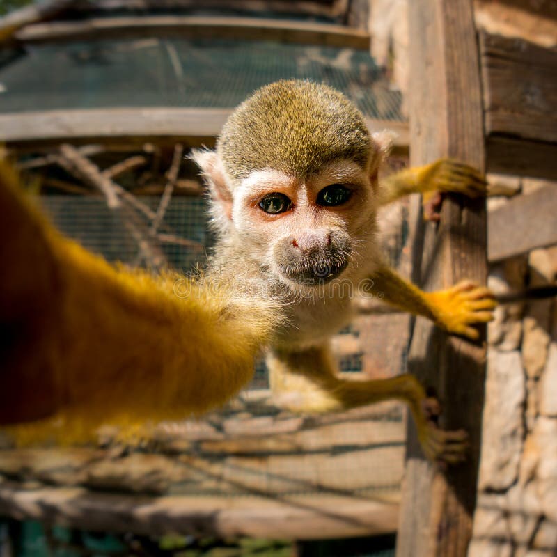 314 Monkey Selfie Stock Photos - Free & Royalty-Free Stock Photos from ...