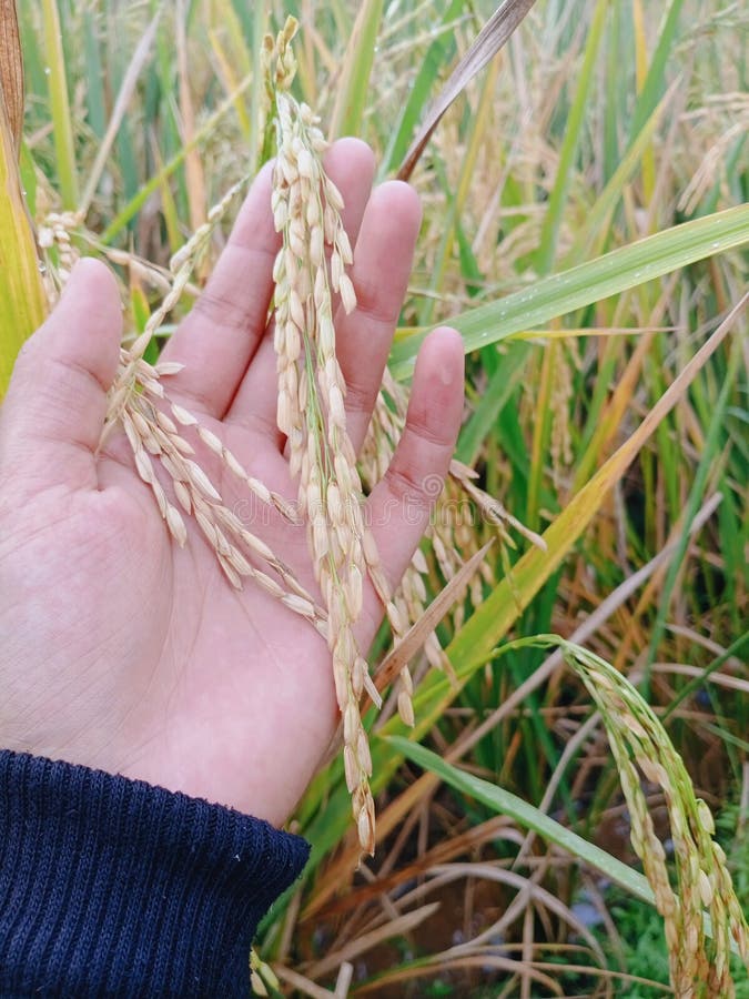 Selfie My Hand Putting Rice in Harvest Times Stock Image - Image of ...