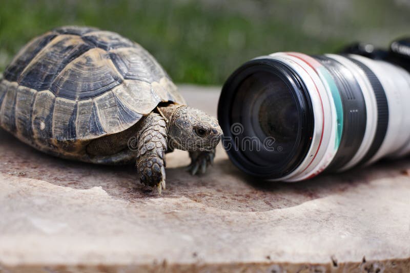 Selfie turtles stock image. Image of giant, shell, portrait - 163487691