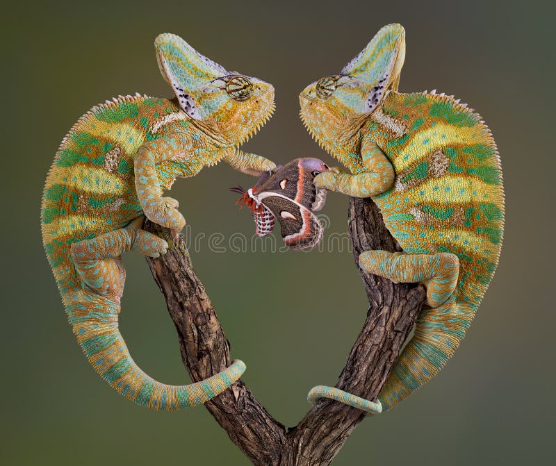 Selfish Chameleons stock photo. Image of horizontal, moth - 21988446
