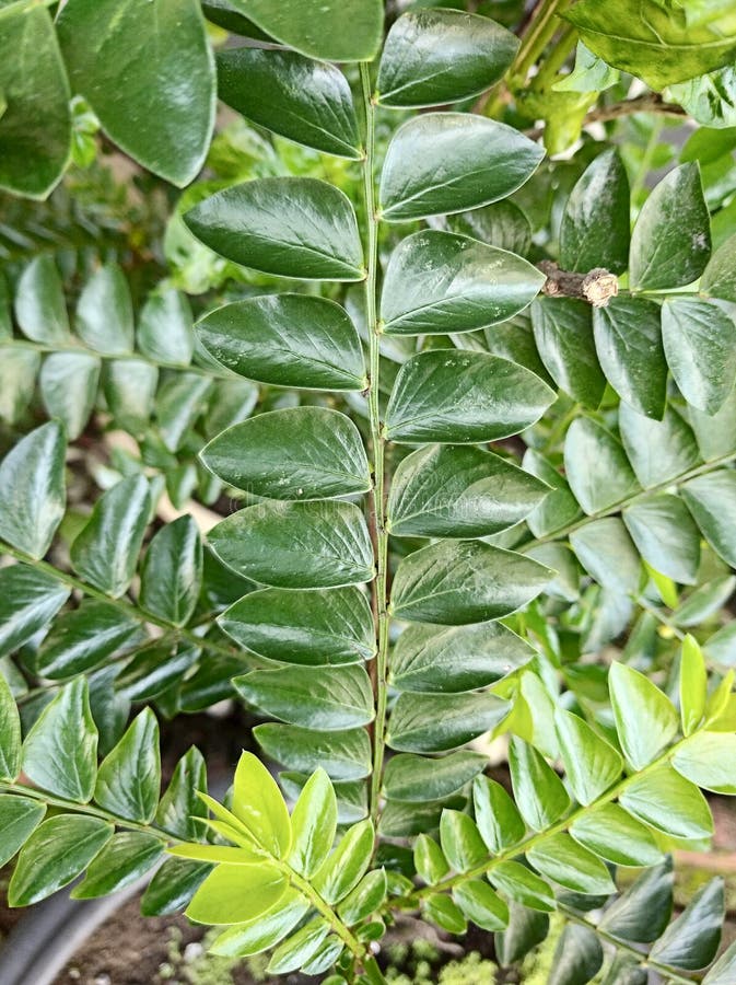 Seligi Stock Photos - Free & Royalty-Free Stock Photos from Dreamstime