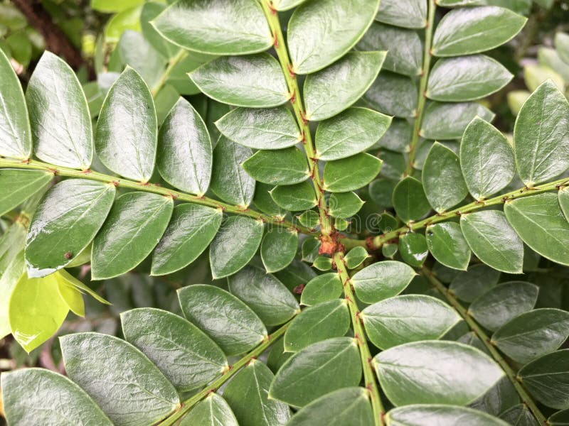 Seligi Stock Photos - Free & Royalty-Free Stock Photos from Dreamstime